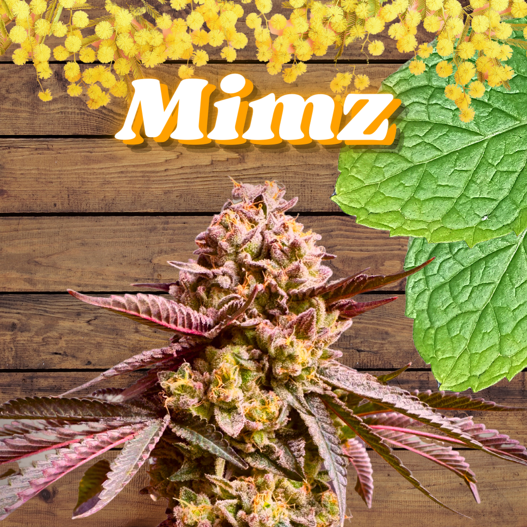 Mimz | Puppets Genetics